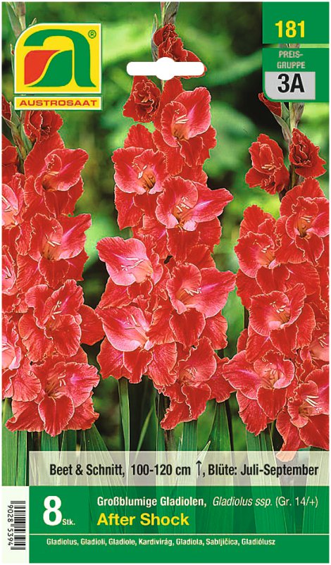 Gladiolen After Shock kaufen