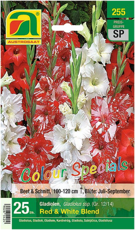 Colour Special Gladiolen Red & White Blend kaufen